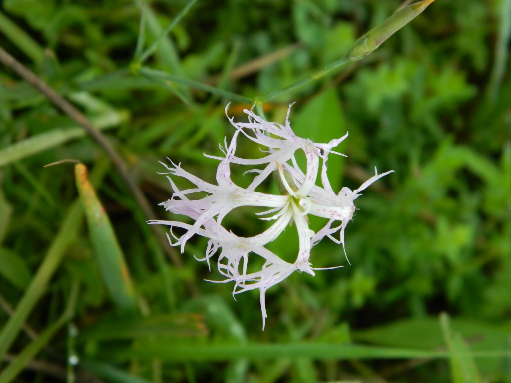 Mlastina Harman 3 – Life for Marsh