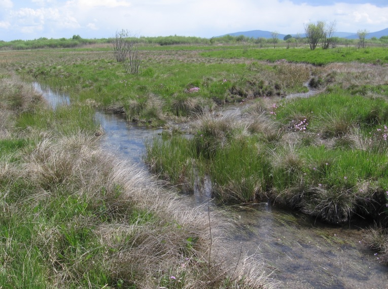 Mlastina Harman 3 – Life for Marsh